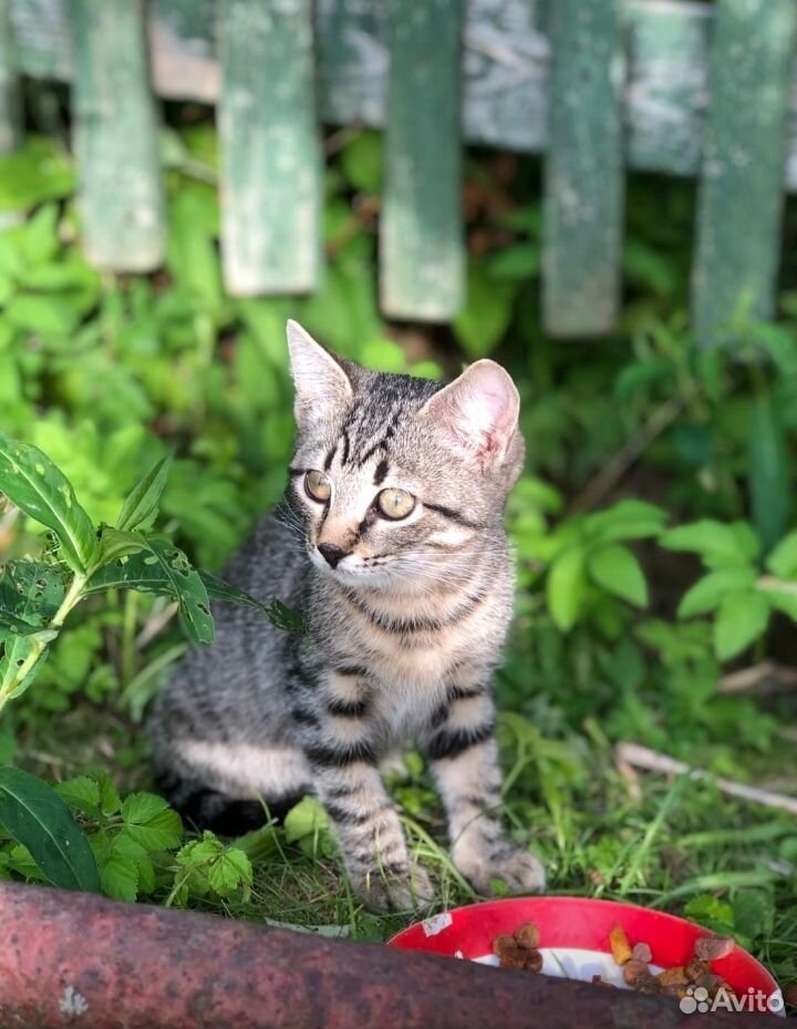 Кошка