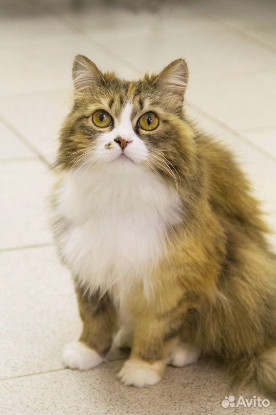 Сибирская кошка Ксюша, 2 года