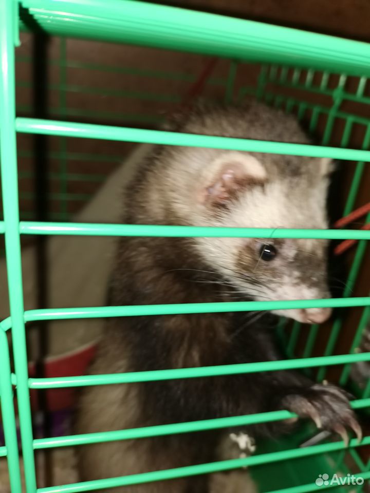 Хорек