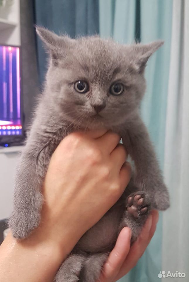 Шотландская вислоухая котята