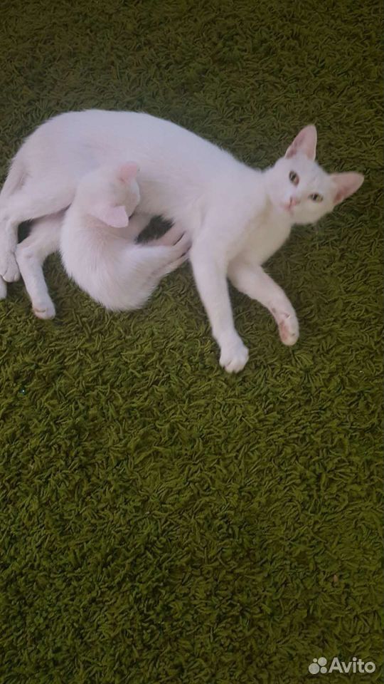 Белоснежные котята