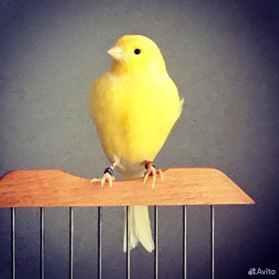Продаю канареек