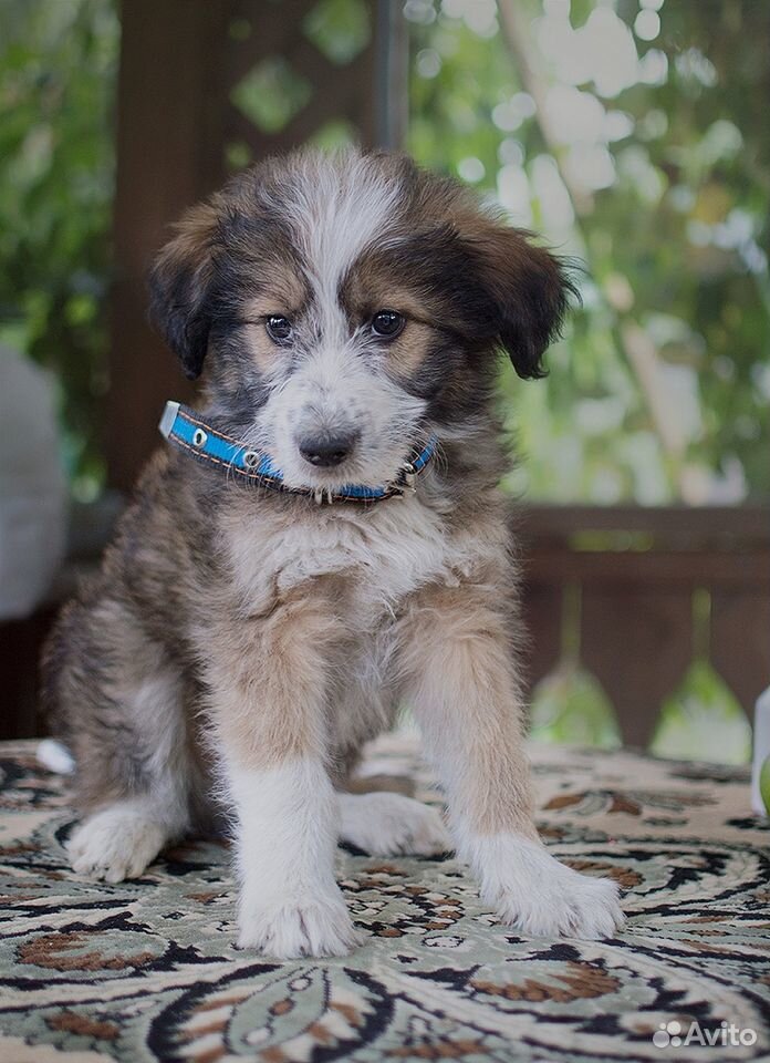 Щенок в добрые руки