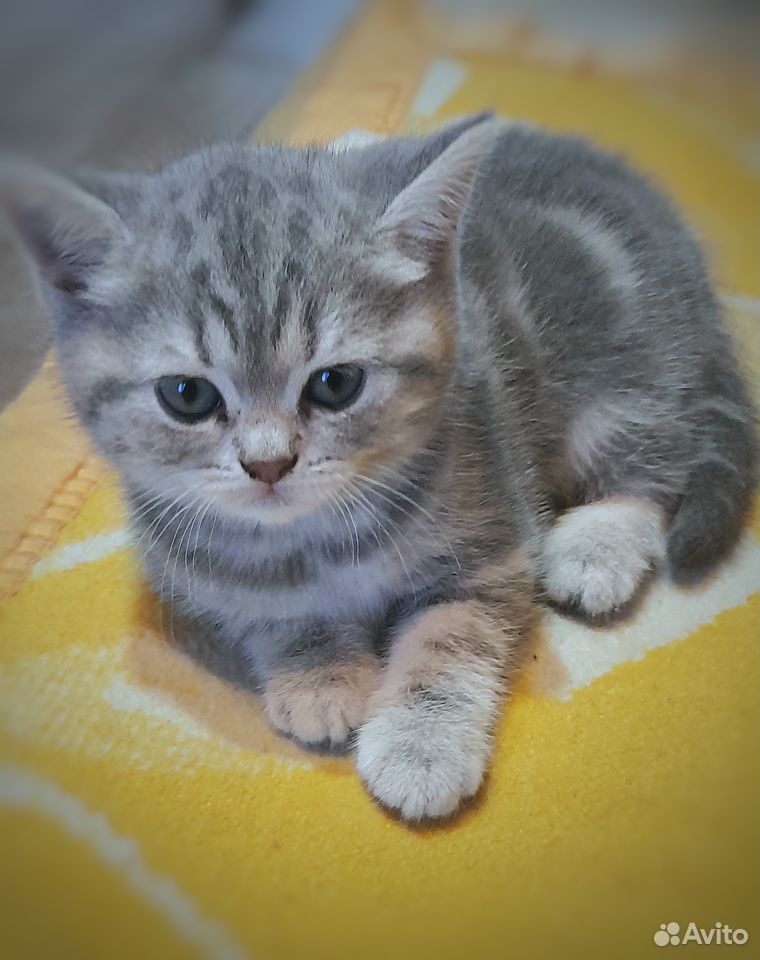 Котята Британцы