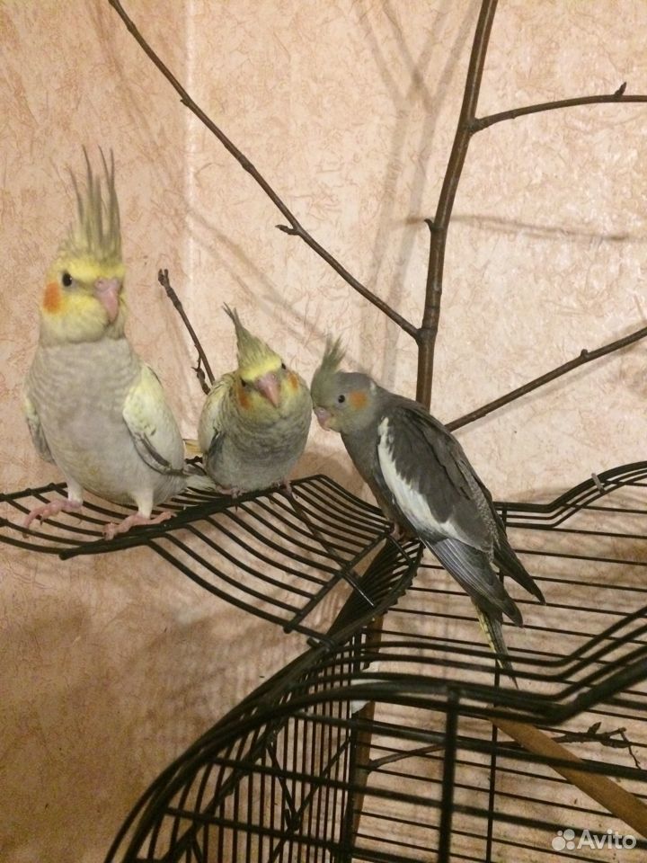 Птенцы Кореллы