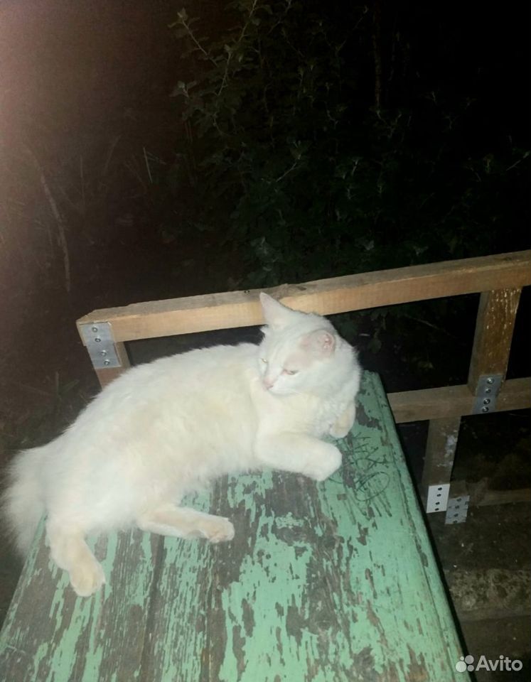 Кошка