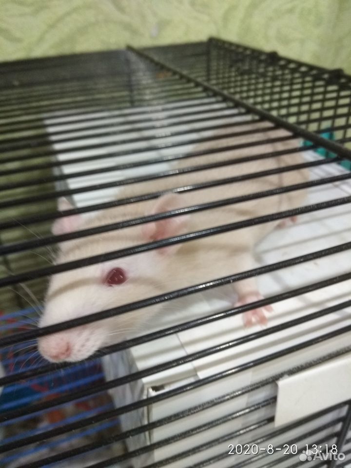 Крыс Дамбо в добрые руки