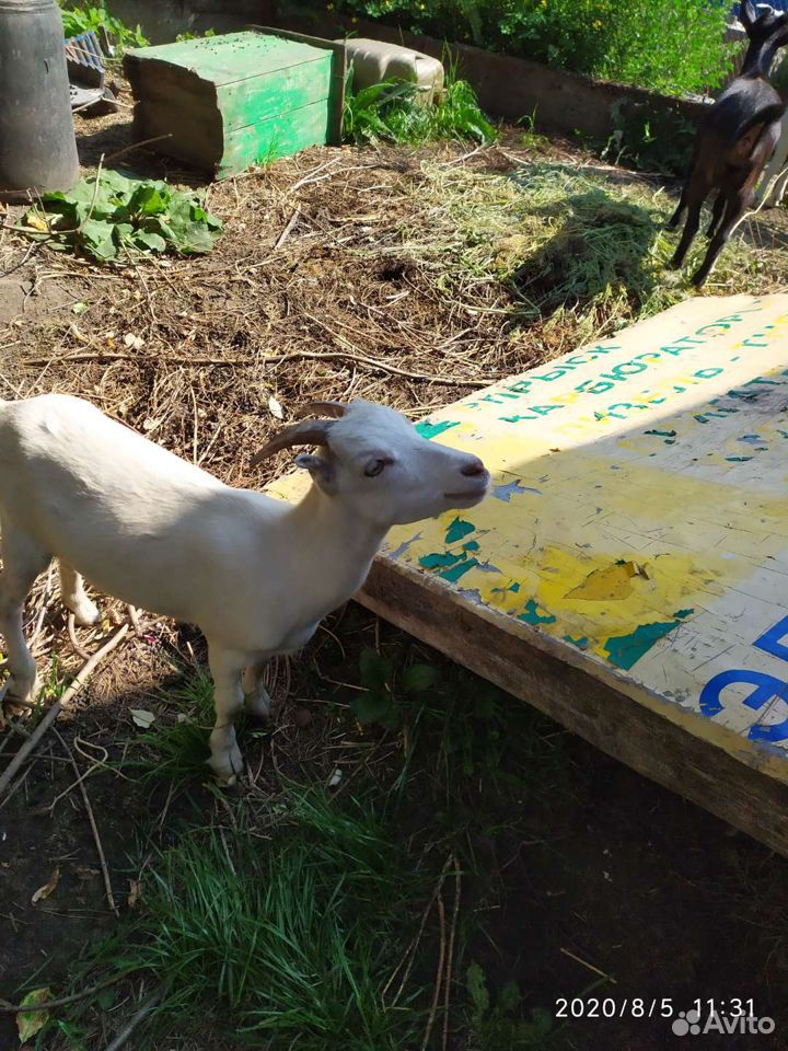 Коза ламанча