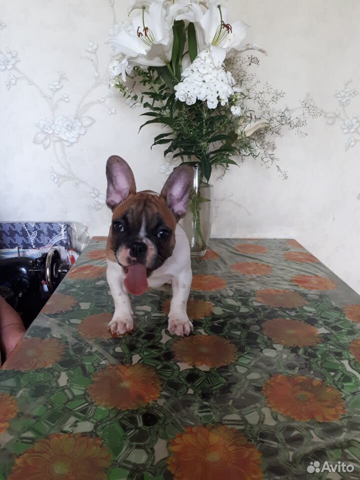 Малышка француженка