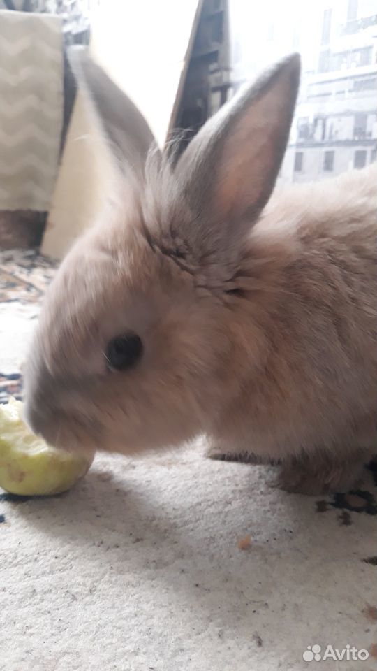 Кролик в добрые руки