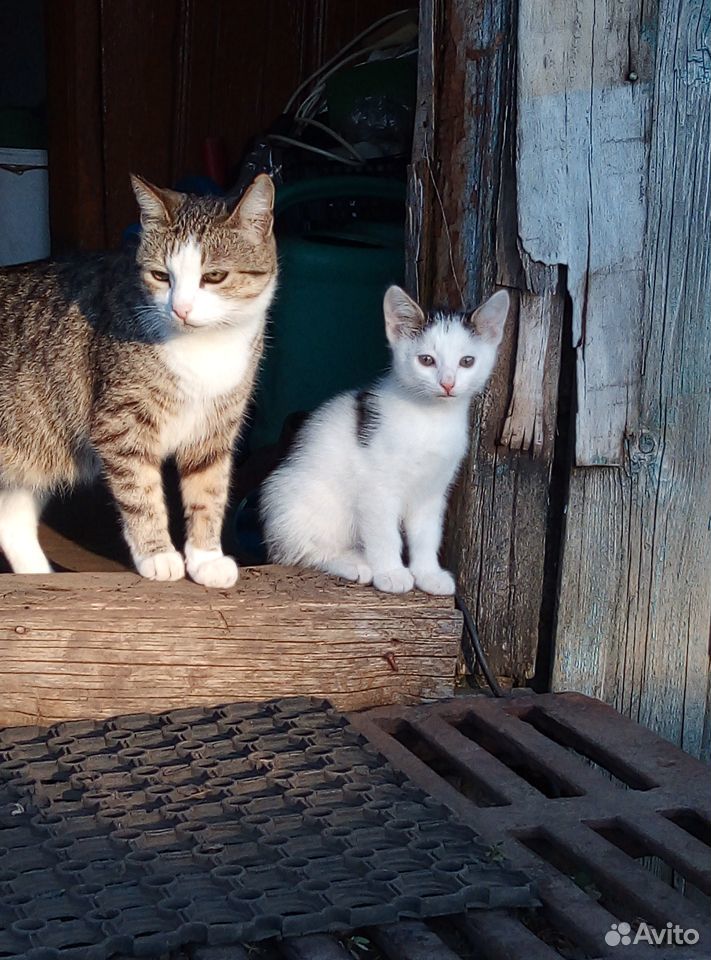 Отдам в добрые руки 2 х котят, 1.5 месячных, кушаю