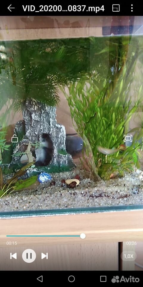 Гуппи и сомы