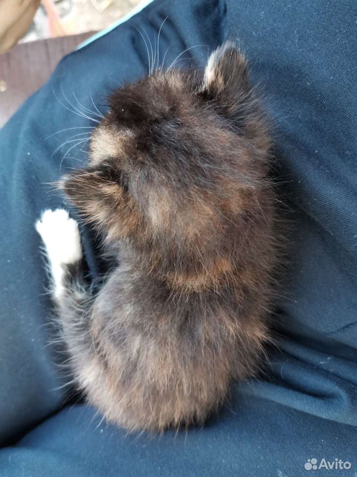 Котёнок даром