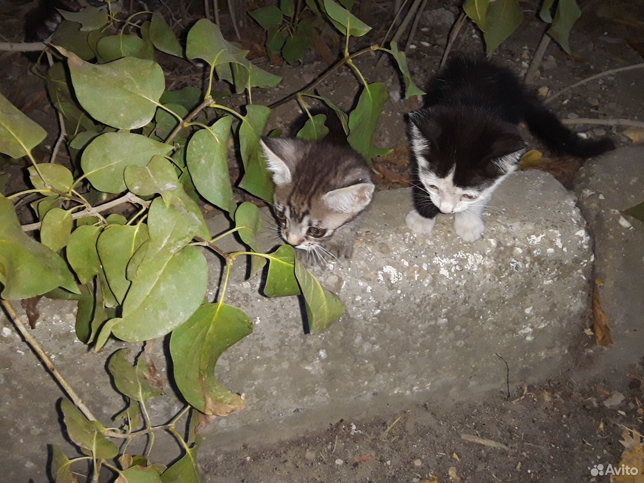 Подброшенные котята