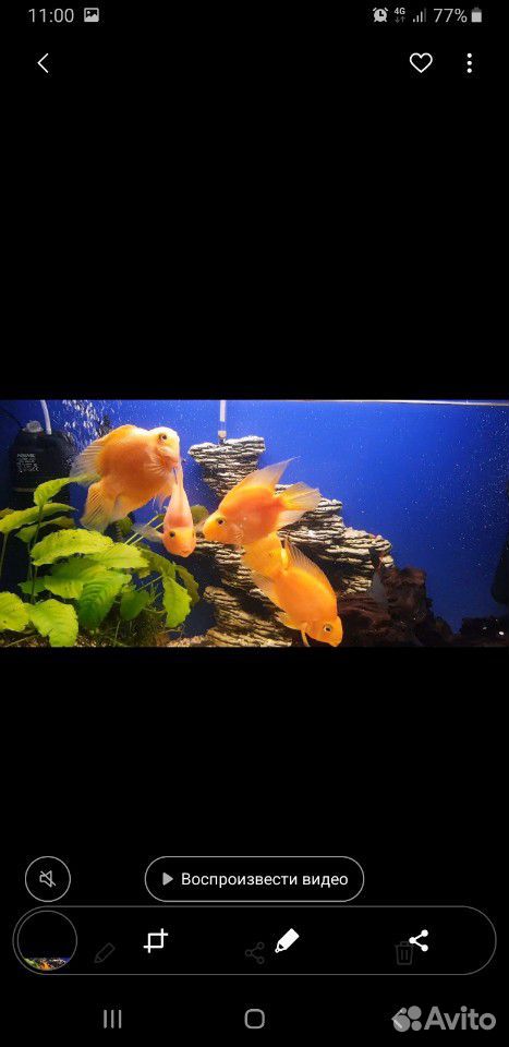 Цихлиды попугаи красные