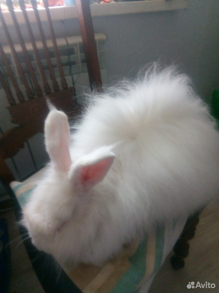 Пуховые кролики