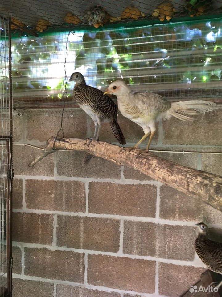 Фазаны алмазные