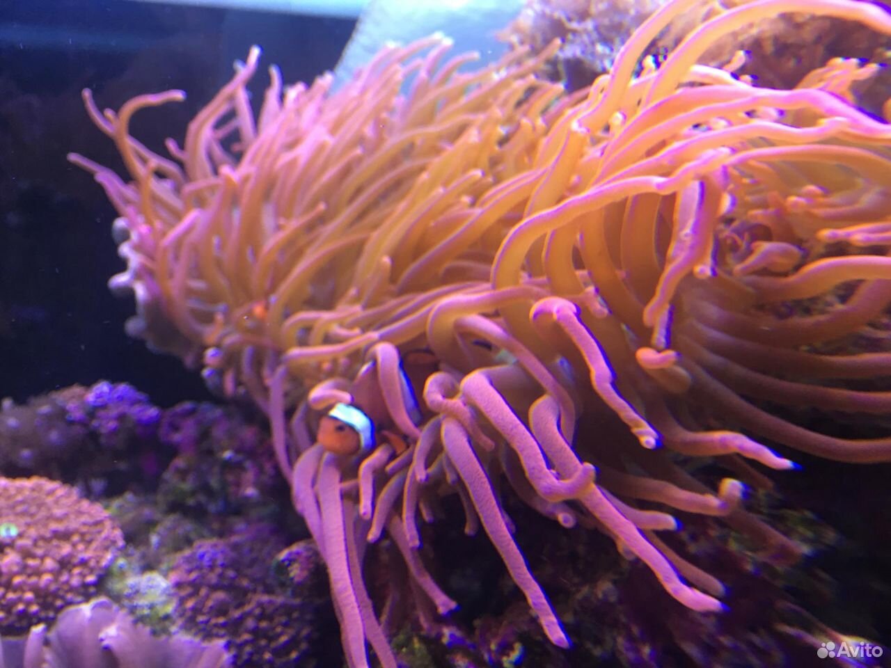 Актиния квадриколор, мягкие кораллы