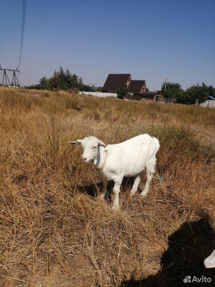 Козочки молочной породы