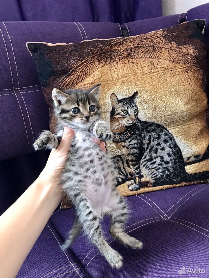 Красивый котёнок в добрые руки