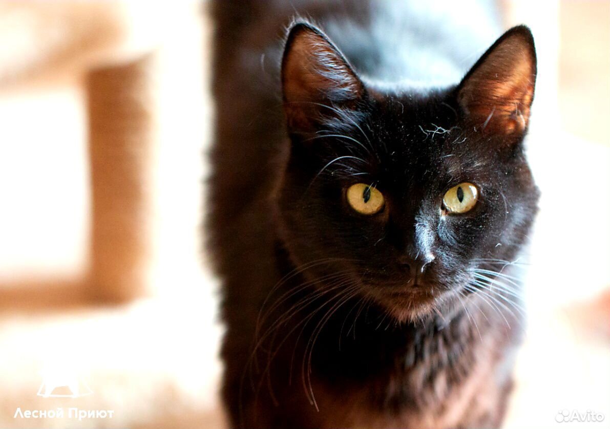 Шоколадная красавица Брауни ждёт своего человека