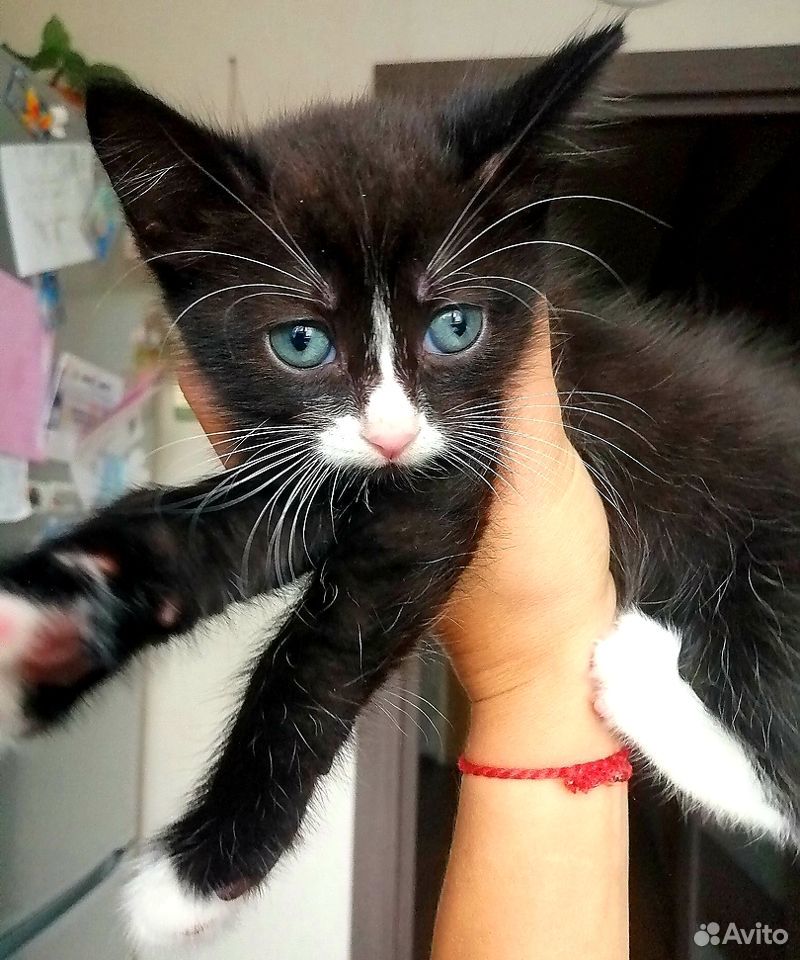 Котенок в добрые руки