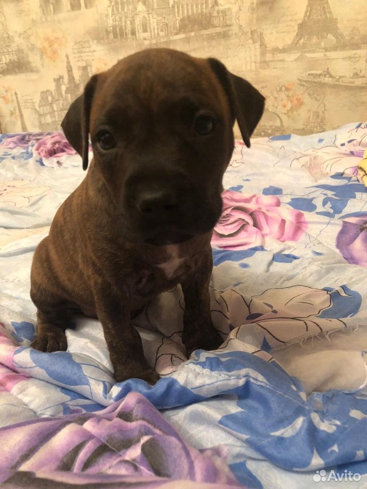 Собака стафф