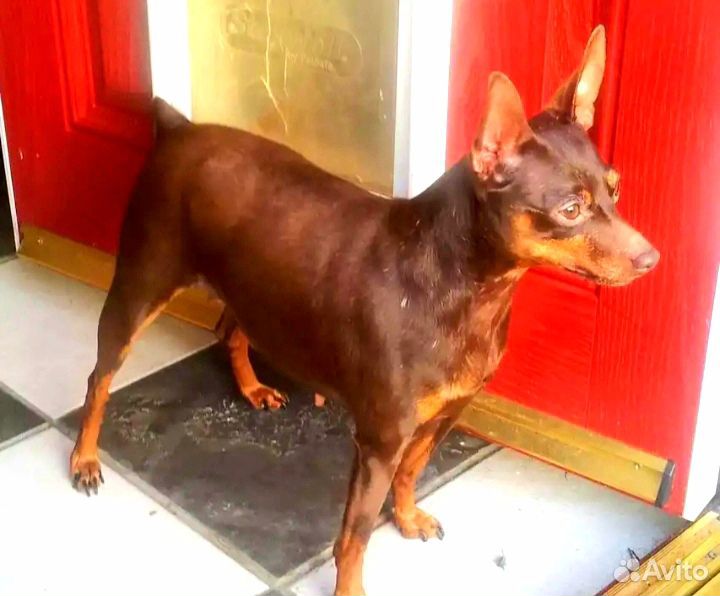 Мини доберман (цвергпинчер)
