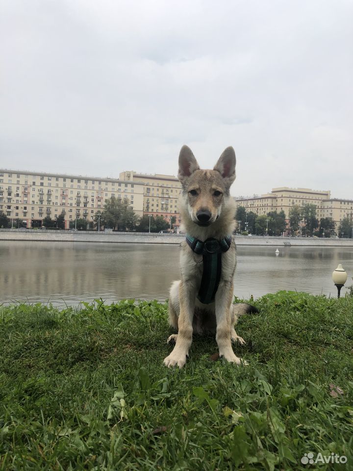 Чехословацкой влчак 3.5 месяца, мальчик, полный к