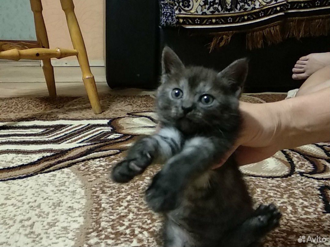 Кошка(1,5 мес)