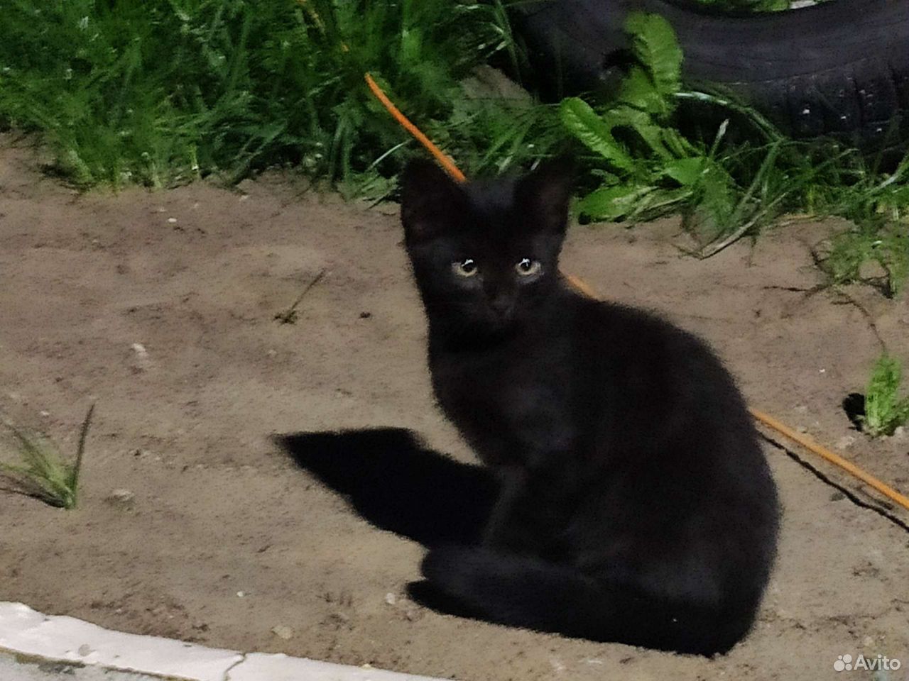 Черт (Черный кот, которому везёт)