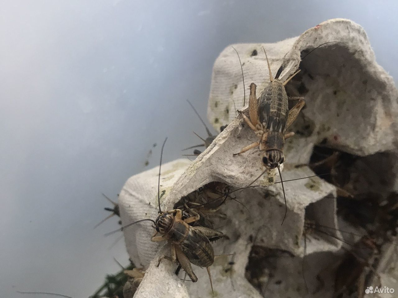 Банановый сверчок