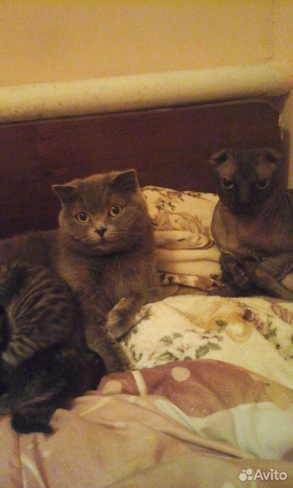 Плюшевые лапушки