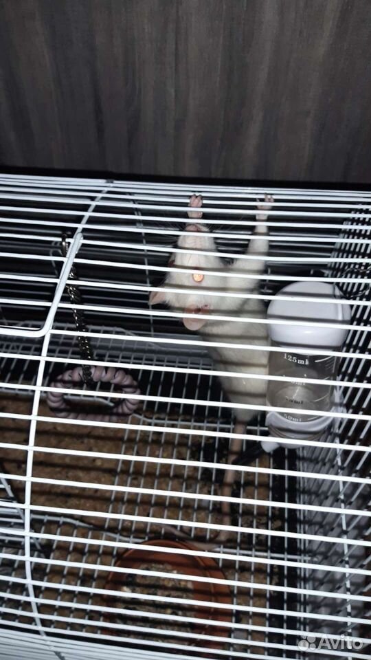 Белая крыса Рататуй