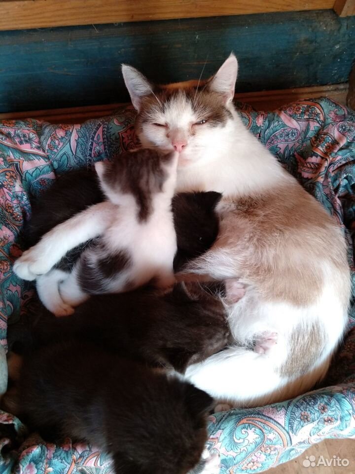 Красивые котята от кошки-мышеловки в добрые руки