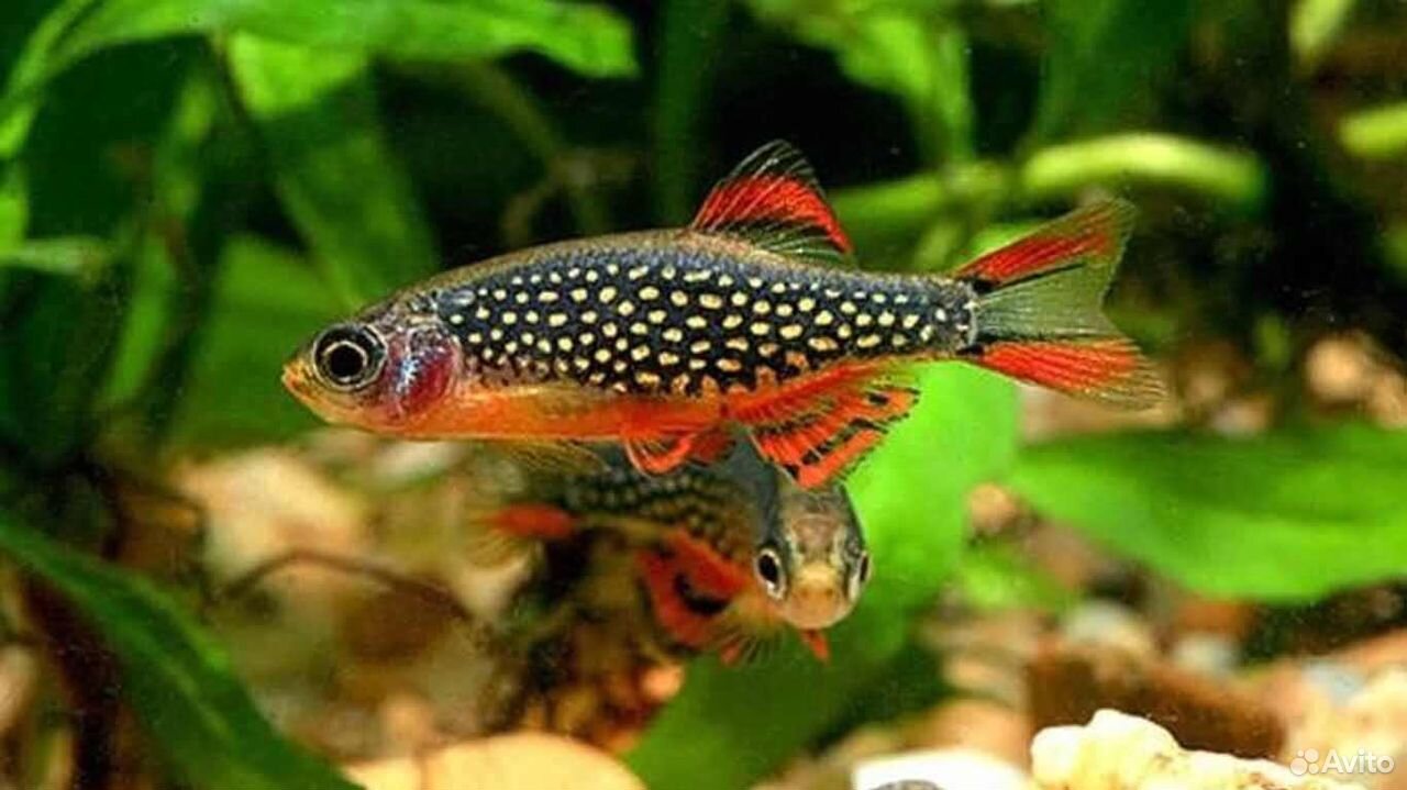 Микрорасбора галактика