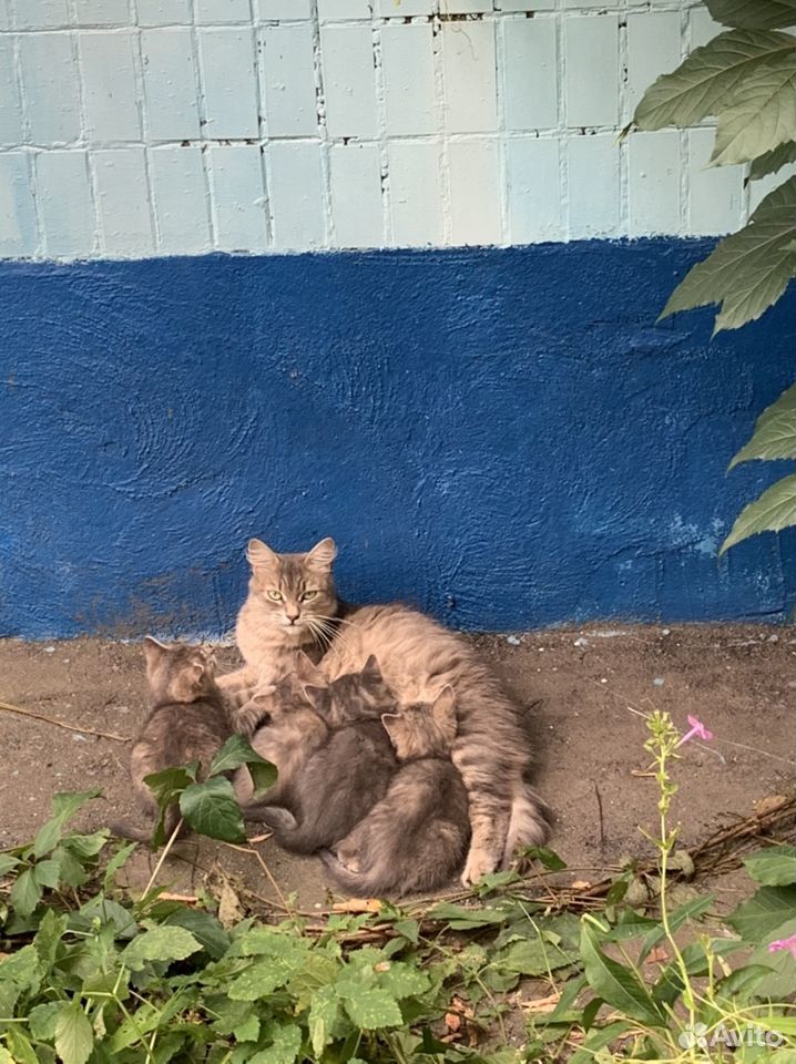 Усатые друзья ищут дом