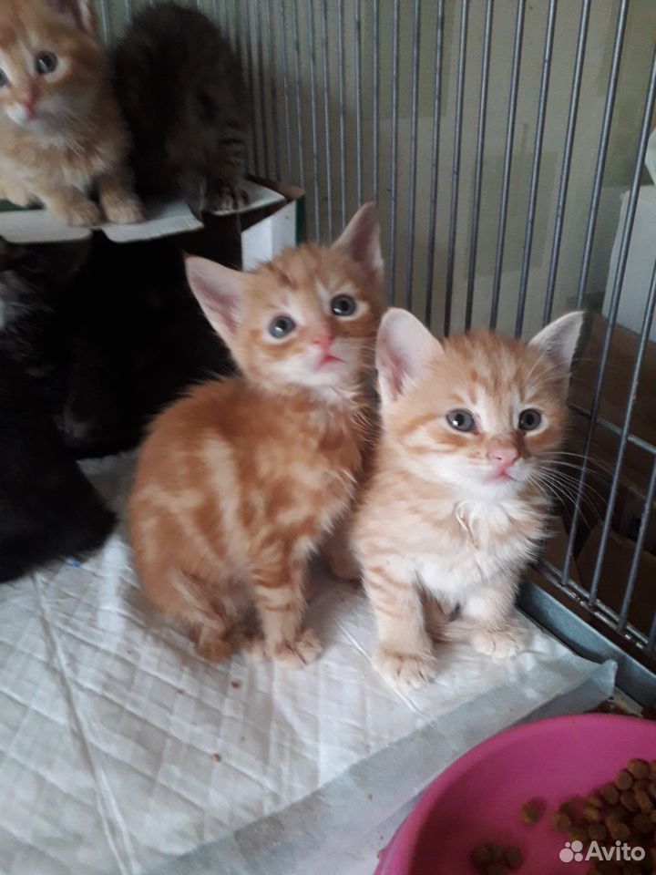 Рыжики,1 месяц