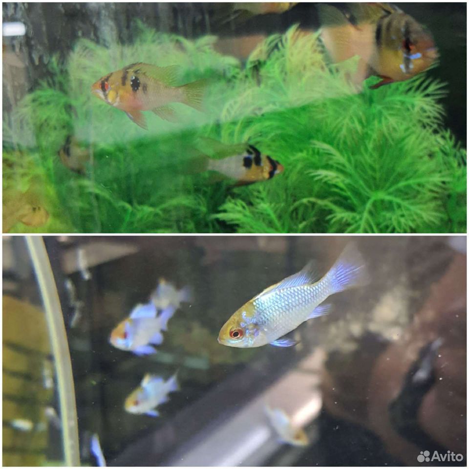 Апистограмма рамирези бабочка и электрик блю