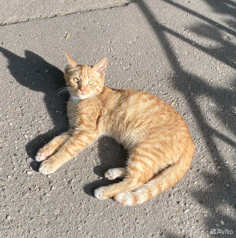 Рыжий кот подросток