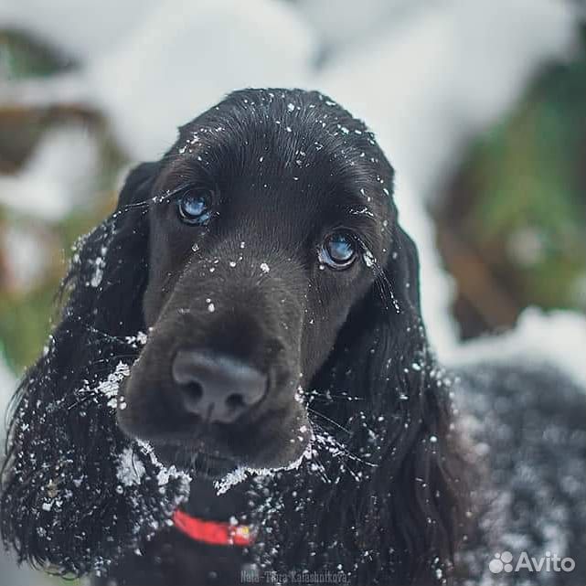Собака