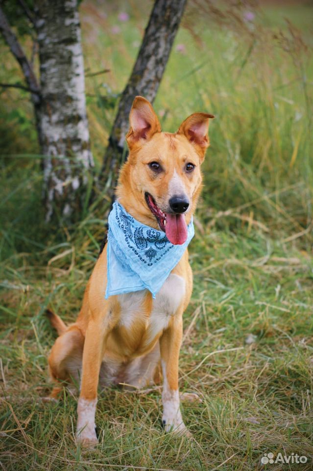 Бывшедомашняя собака Сандра экстренно ищет дом