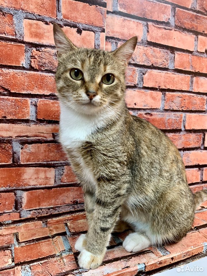 Кошечка Мася 1,5 года ищет дом
