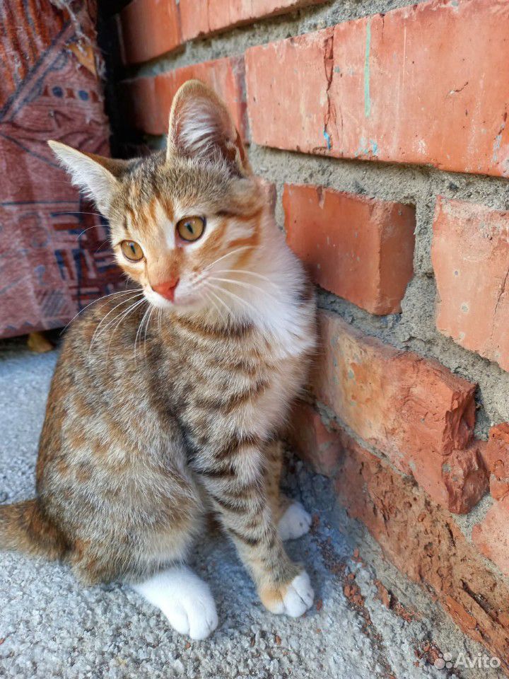 Котенок от крысоловки