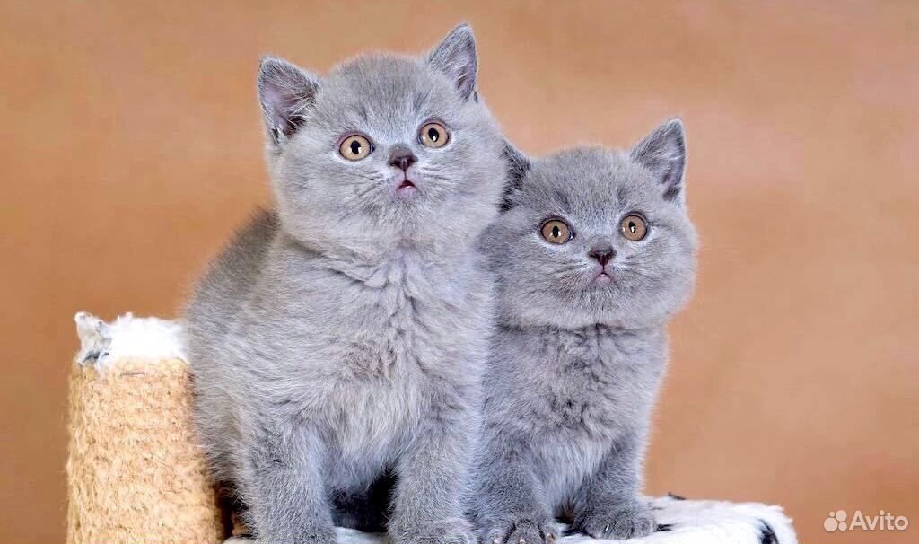Британские котята