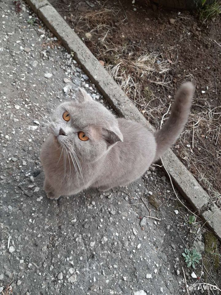 Кошка или кот. Бездомный
