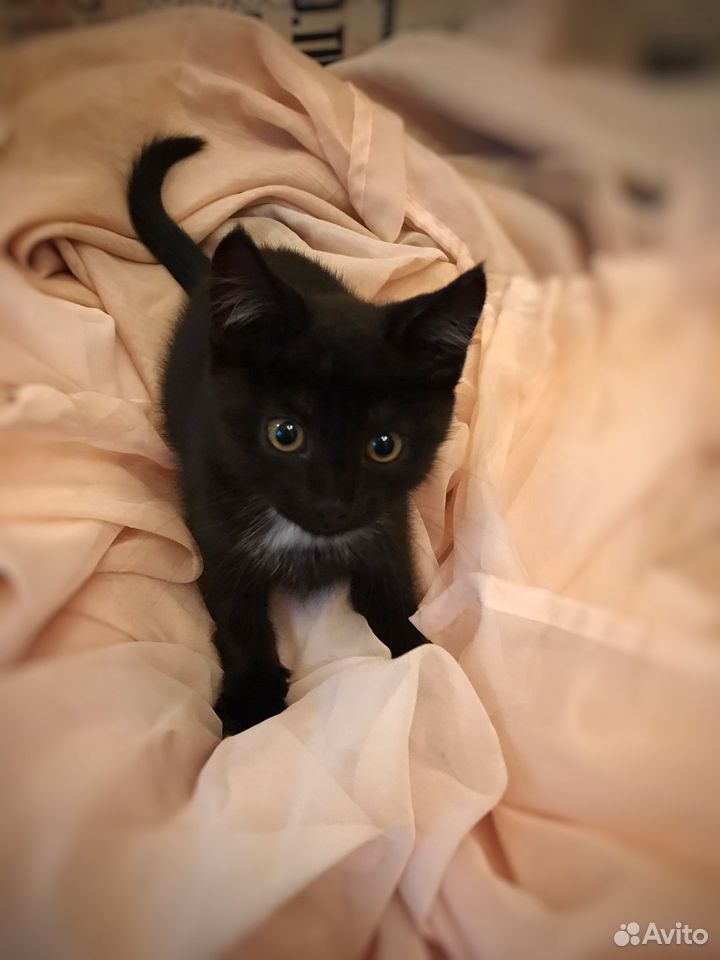 Котенок (черный с белой грудкой) в добрые руки