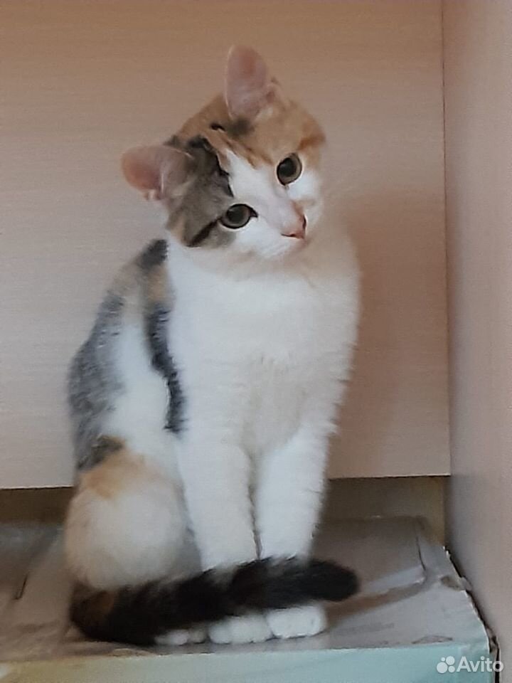 Кошка трехцветка