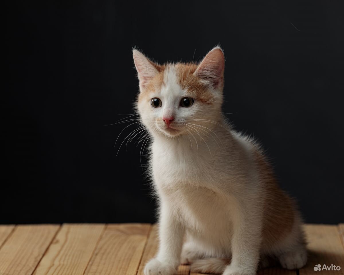Котенок ищет хозяев, мальчик 1 месяц