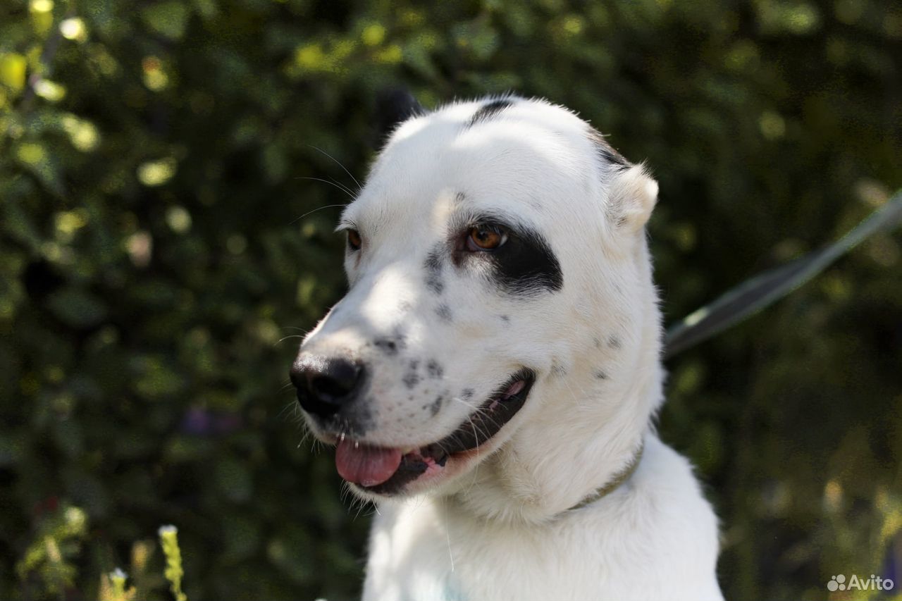 Тина. Самая чудесная собака в добрые руки
